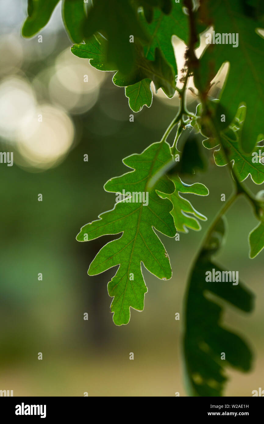 Quercus de roble hi-res stock photography and images - Alamy