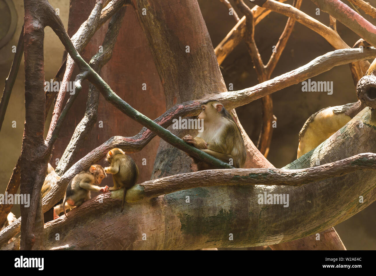 Cute little monkeys are sitting on the branches of a spreading tree and ...