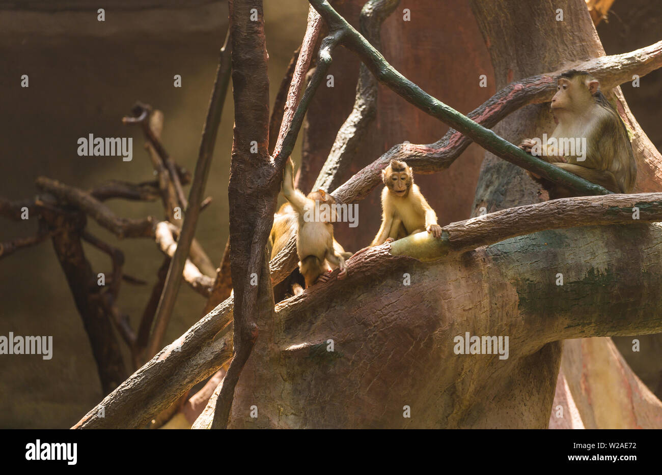 Cute little monkeys are sitting on the branches of a spreading tree and ...