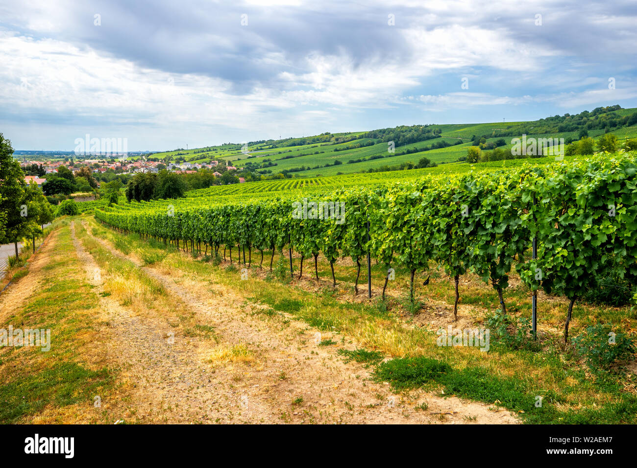 Vineyards between Laubenheim, Nackenheim, Nierstein and Oppenheim ...