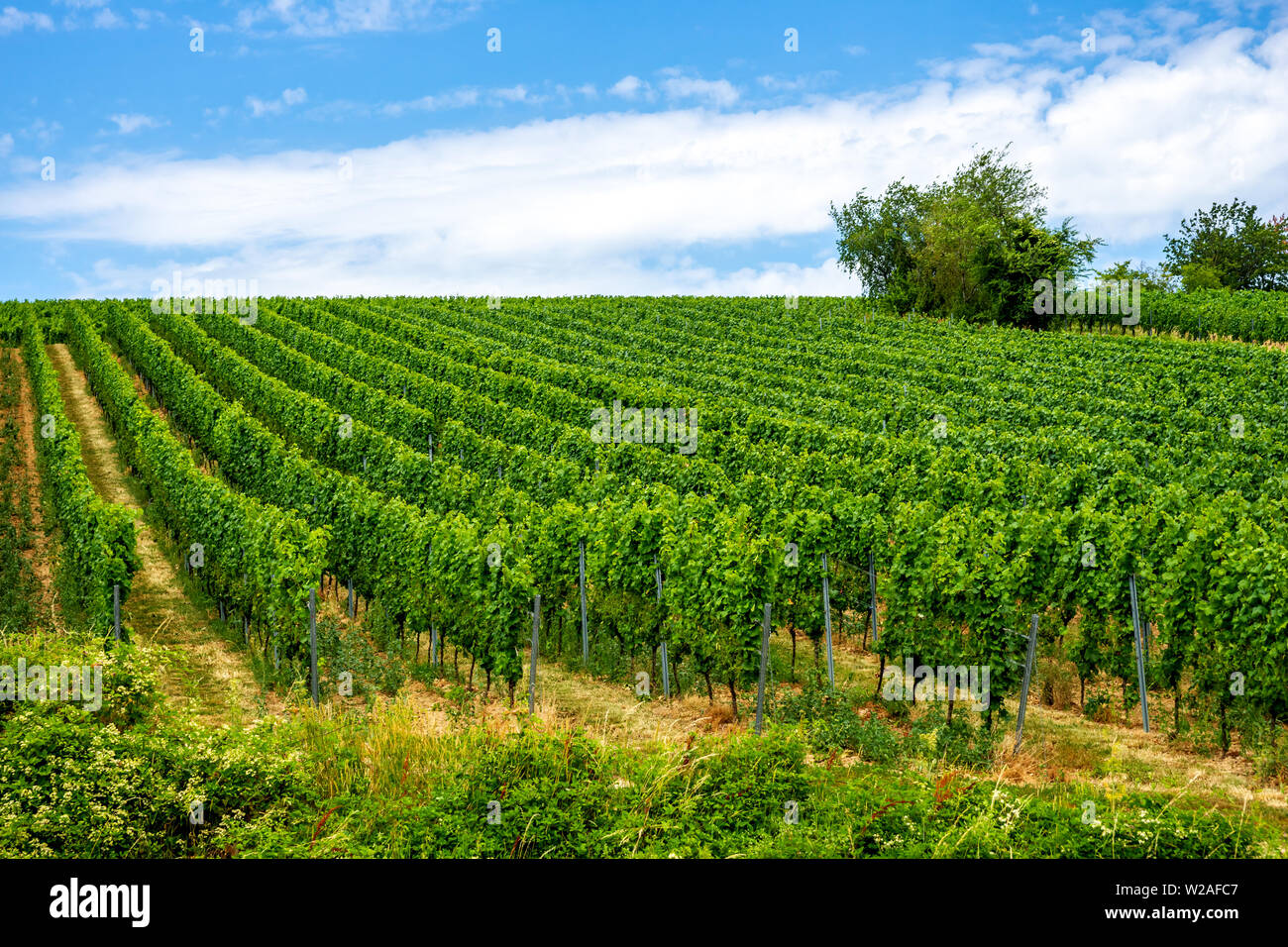 Nierstein oppenheim hi-res stock photography and images - Alamy