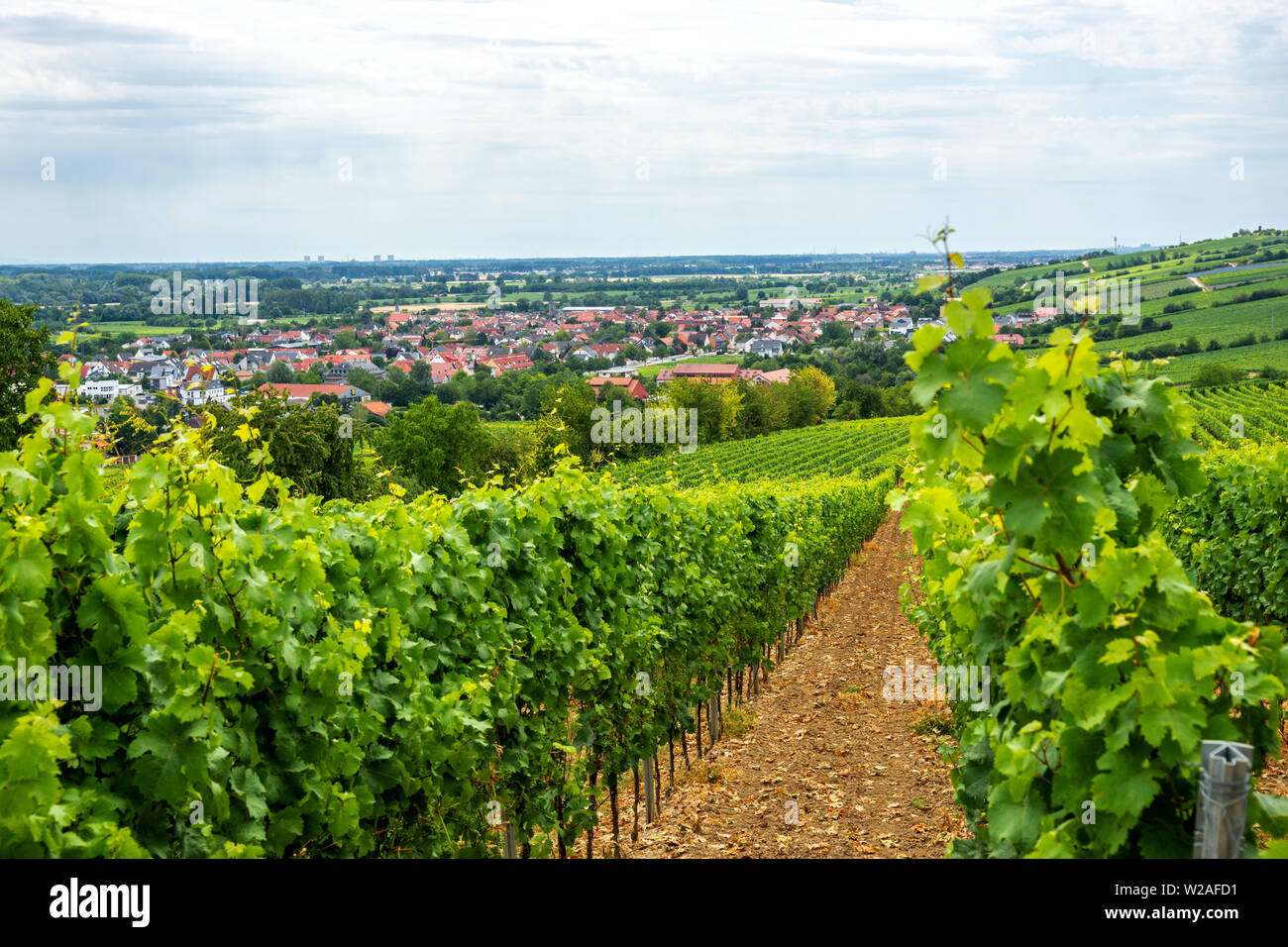 Vineyards between Laubenheim, Nackenheim, Nierstein and Oppenheim ...