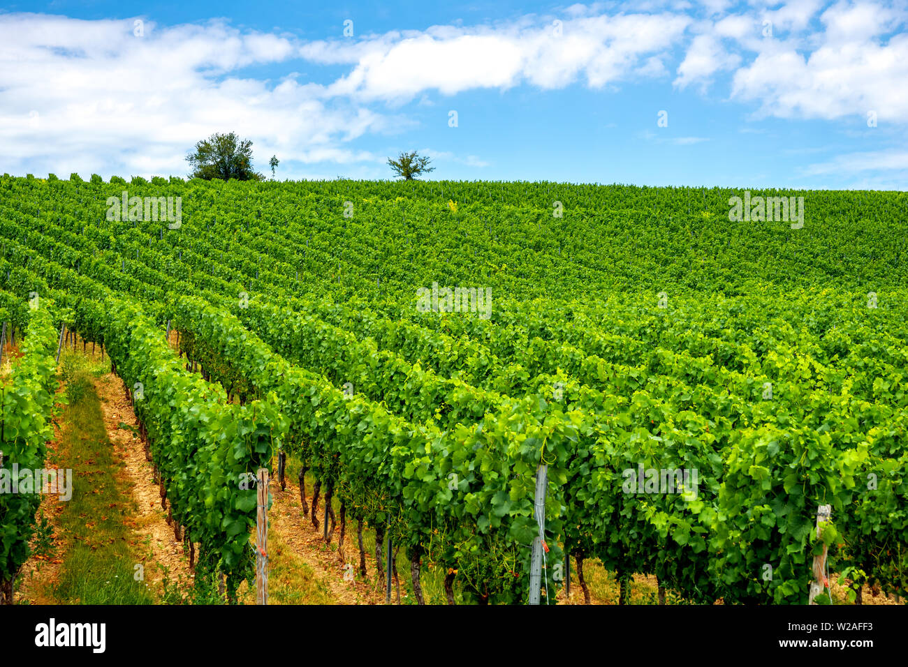 Vineyards between Laubenheim, Nackenheim, Nierstein and Oppenheim ...