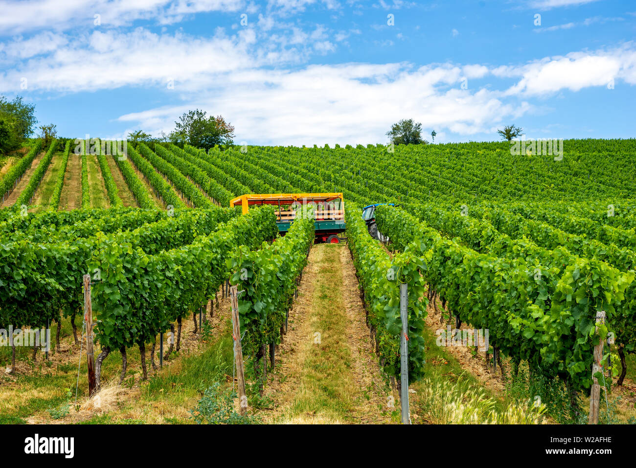 Nierstein oppenheim hi-res stock photography and images - Alamy