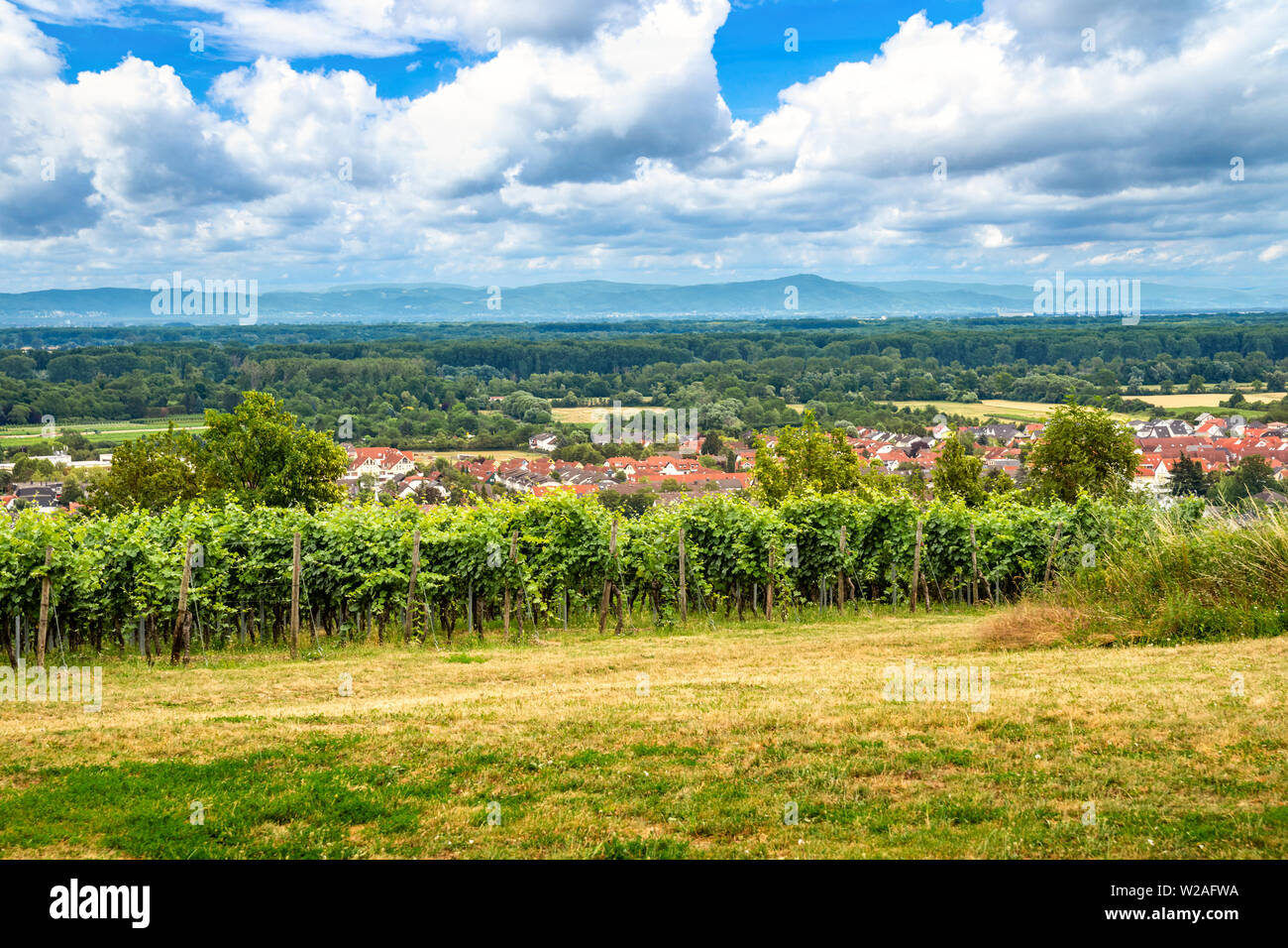 Vineyards between Laubenheim, Nackenheim, Nierstein and Oppenheim ...
