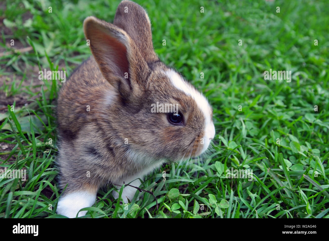 Cute Cottontail bunny rabbit munching grass in the garden, natural ...