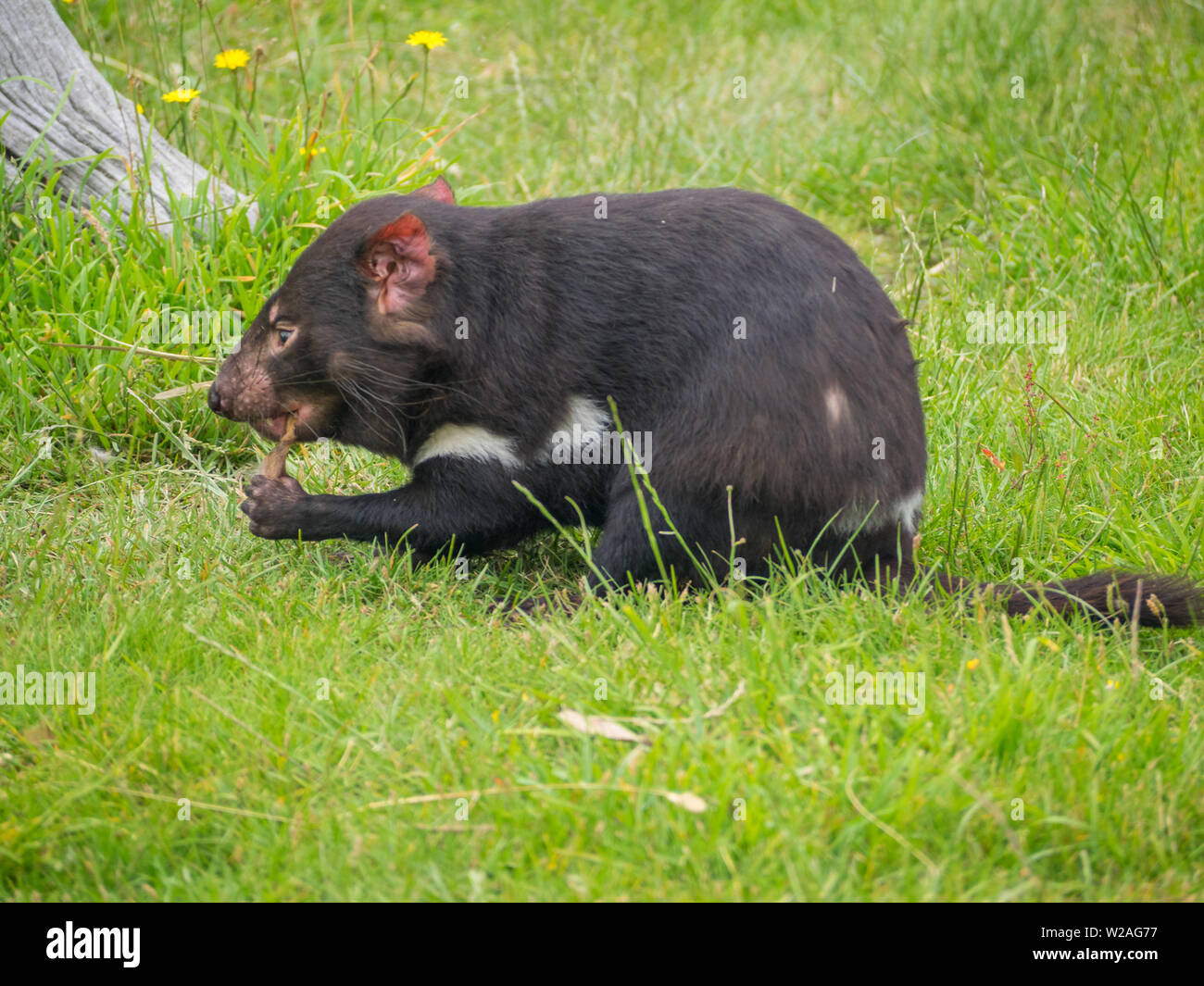 Tasmanian Devil eating Stock Photo - Alamy