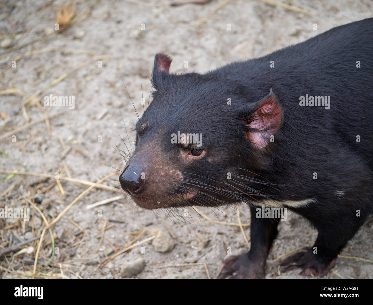 Marsupial shrews hi-res stock photography and images - Alamy