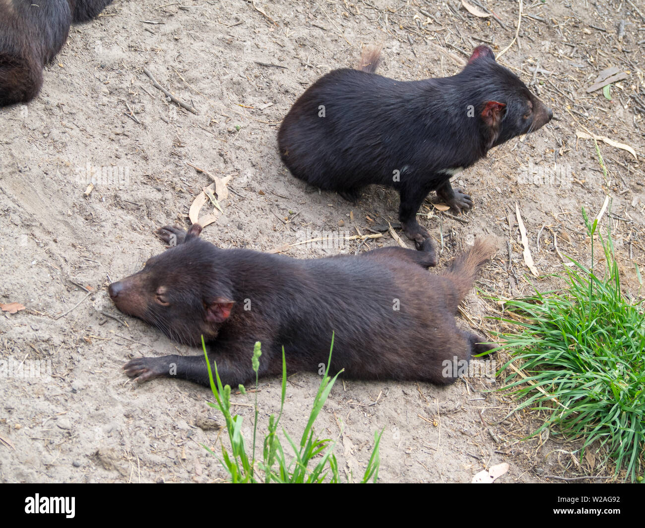 Resting tasmanian devil hi-res stock photography and images - Alamy