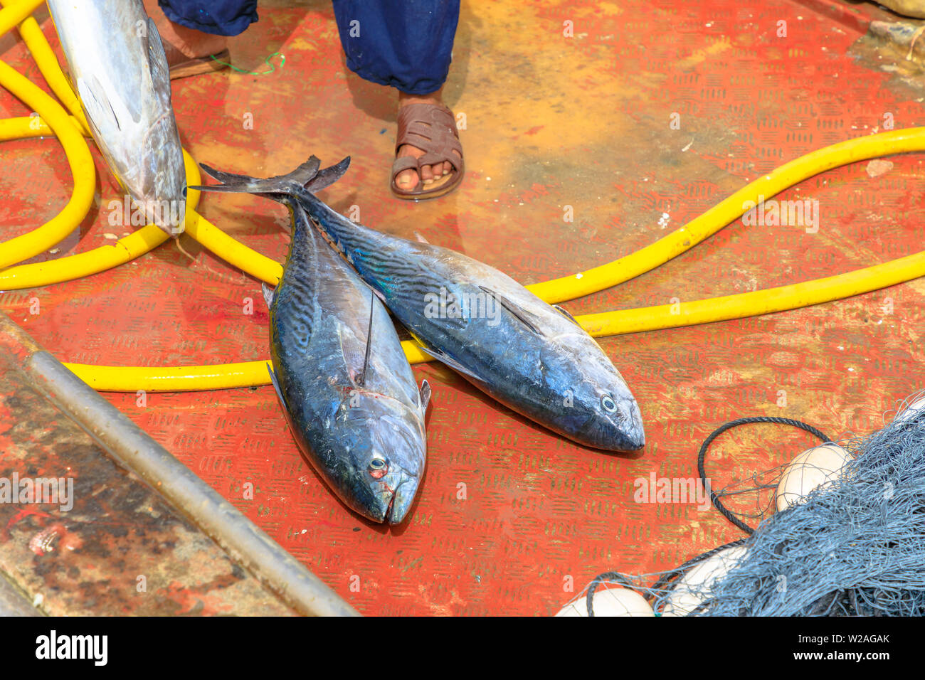 Big fish shown on the bottom of a traditional dhow at port of Al Khor ...