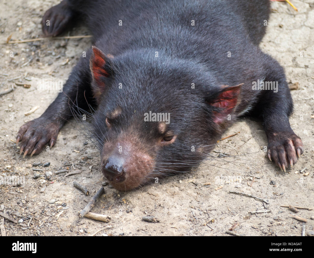 Resting Tasmanian Devil Stock Photo - Alamy