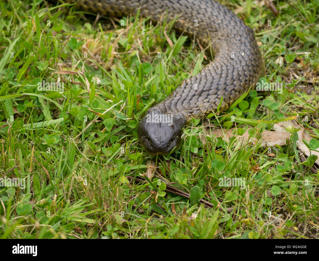 Tiger snake hi-res stock photography and images - Alamy