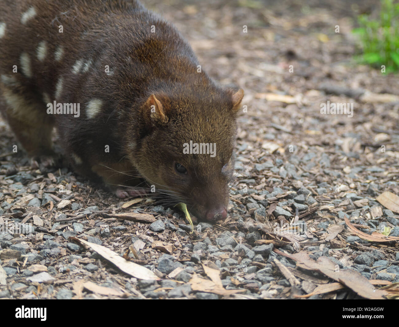 Spotted tailed quoll Stock Photo - Alamy