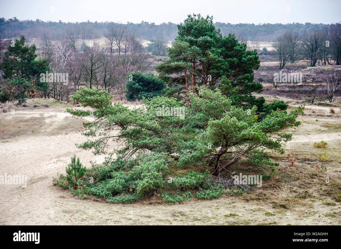 Group of pine trees in a sandy landscape in Loonse en Drunense duinen ...