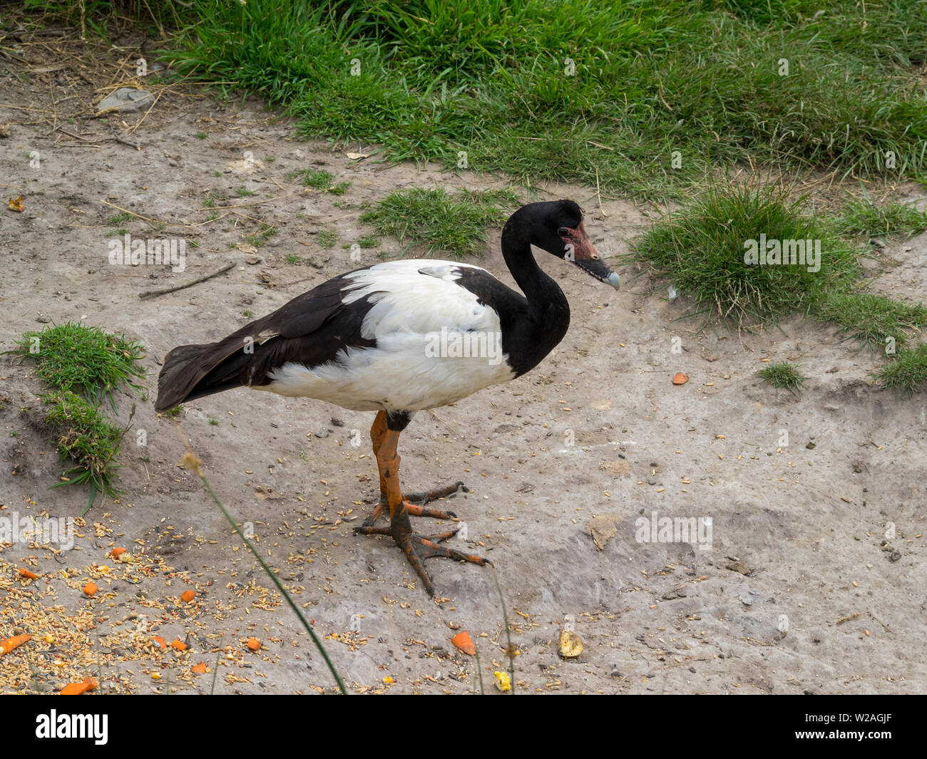 Magpie goose hi-res stock photography and images - Alamy