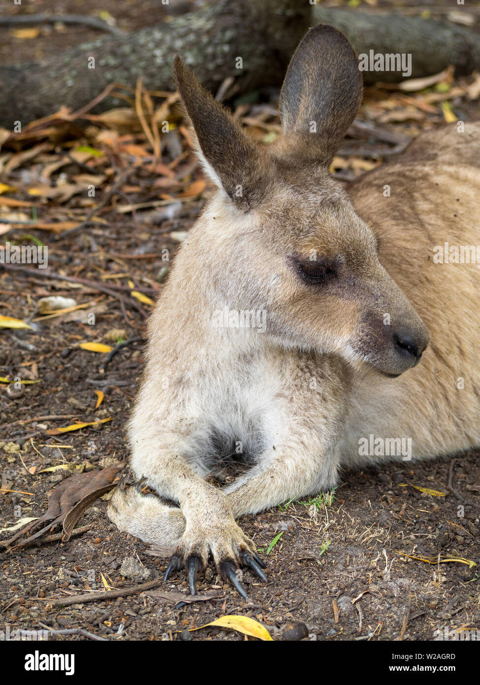 Kangaroo head hi-res stock photography and images - Alamy
