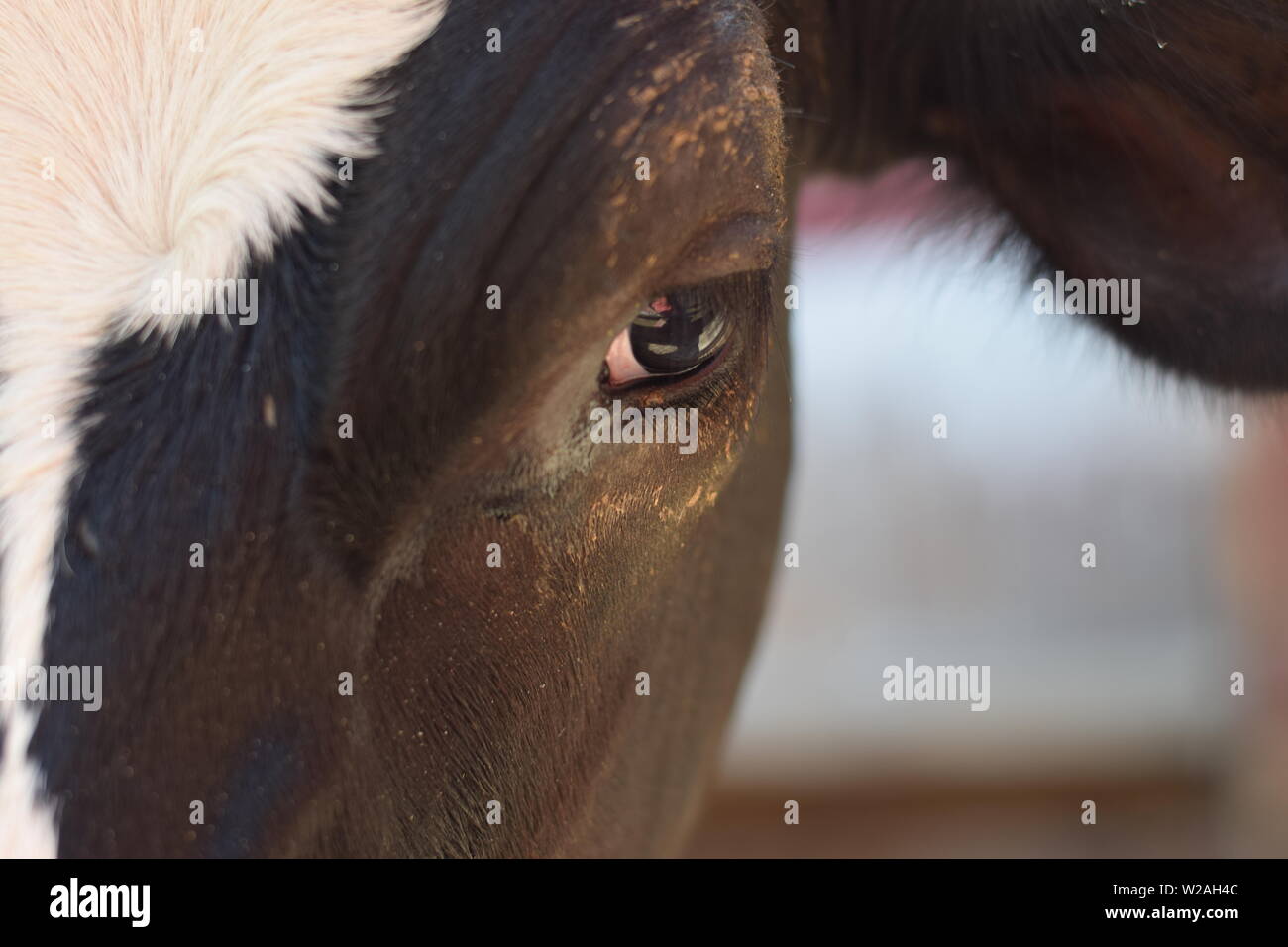 Cows eye hi-res stock photography and images - Alamy
