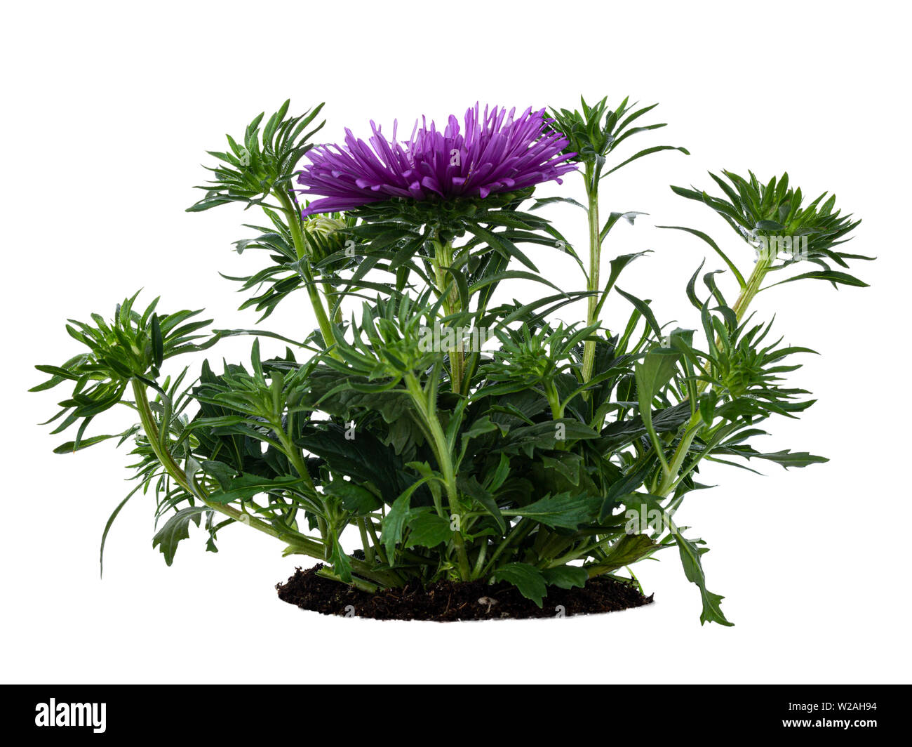 Side view of lilac Chinese Aster plant, isolated on a white bkackground ...