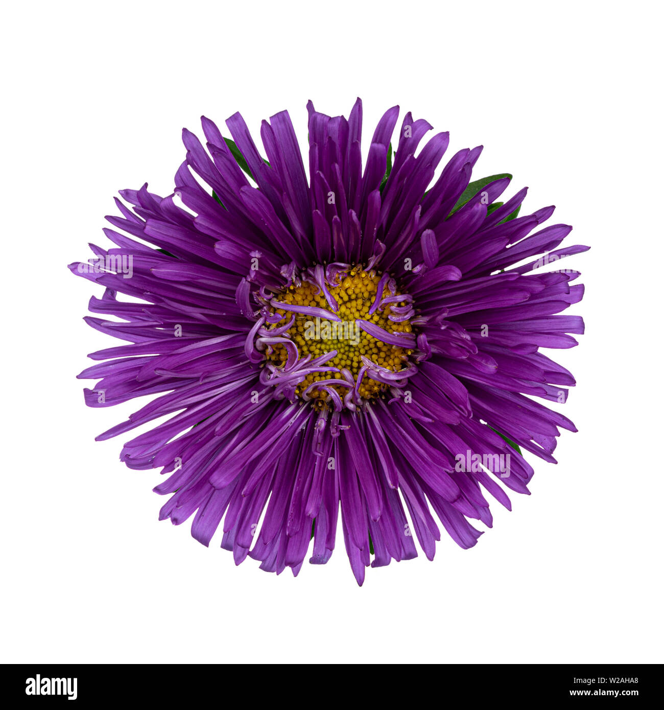 Top view of single lilac Chinese Aster flower, isolated on a white ...