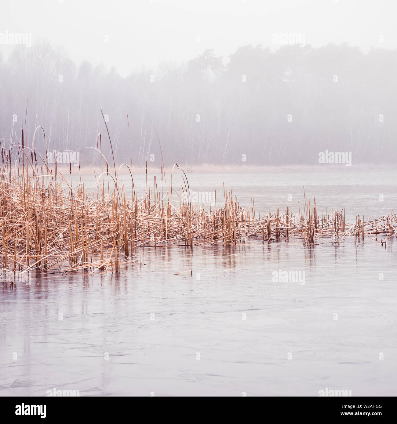 Forest lake covered with thick morning mist Stock Photo - Alamy
