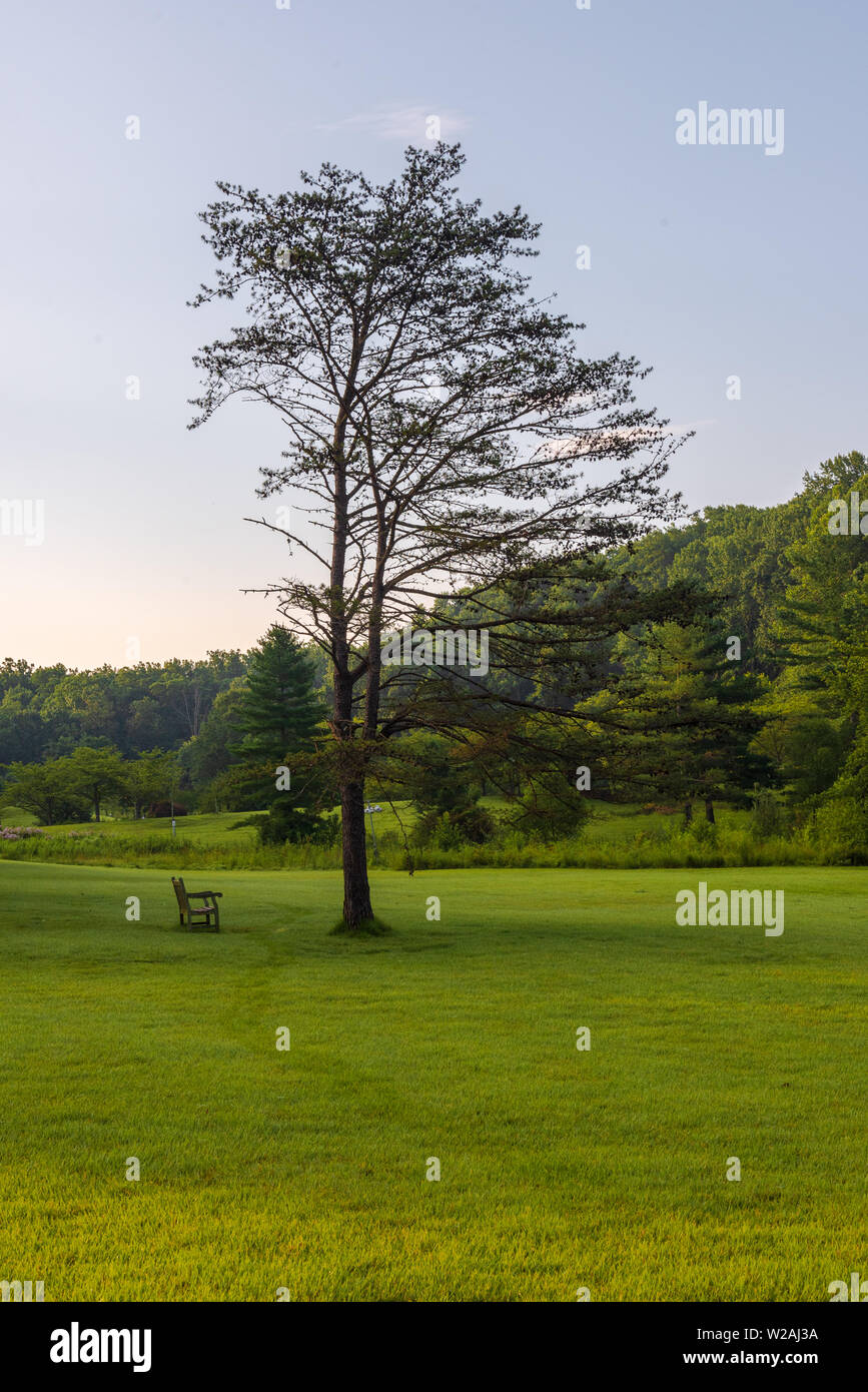 Vertical landscape photo featuring a small park bench by a large tree ...