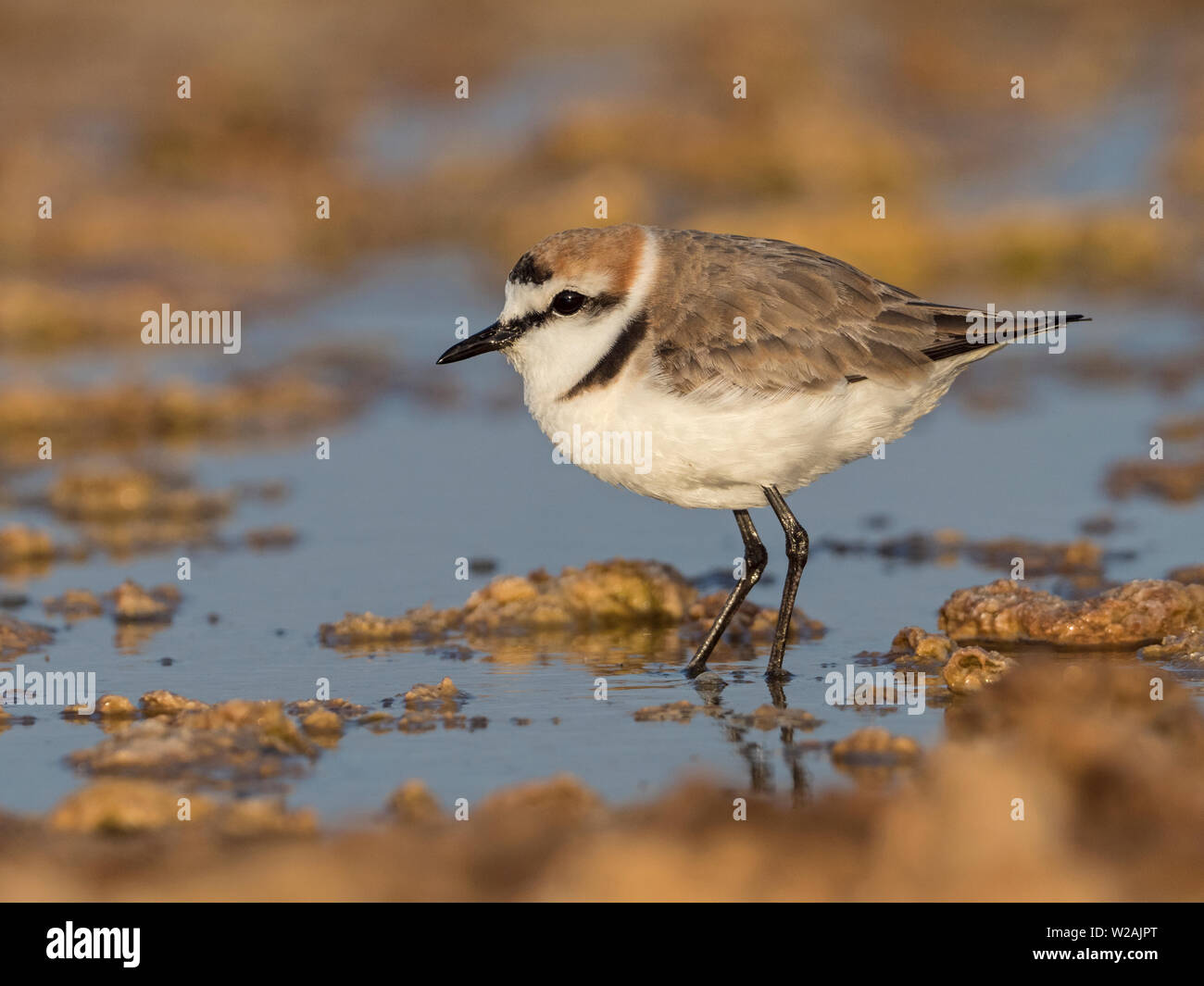 Charadrius alexandrinus alexandrinus hi-res stock photography and ...