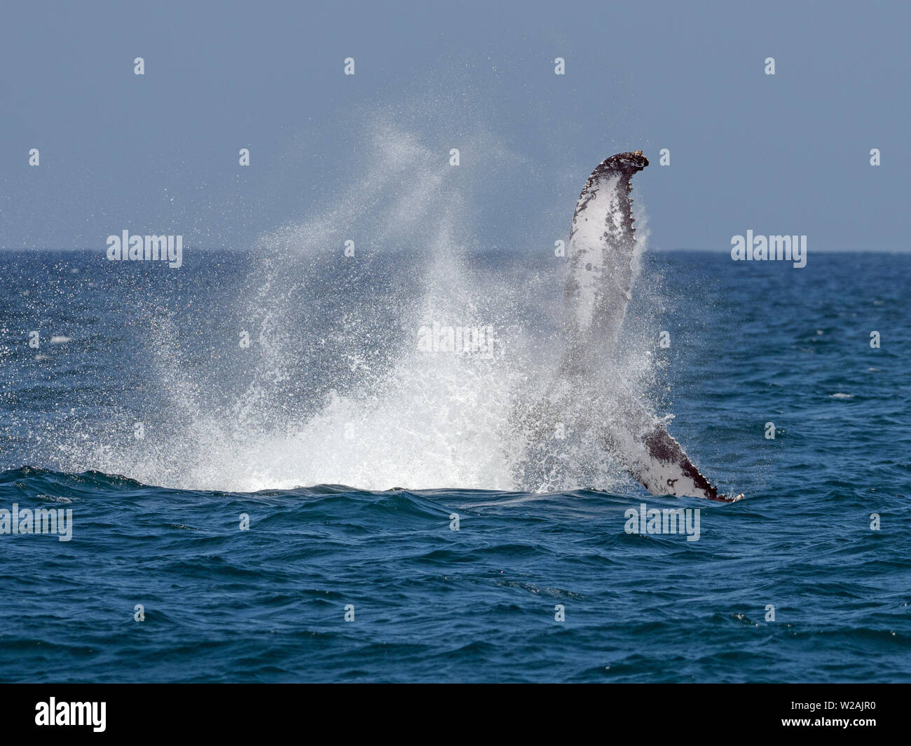 Humpback whale lobtailing hi-res stock photography and images - Alamy