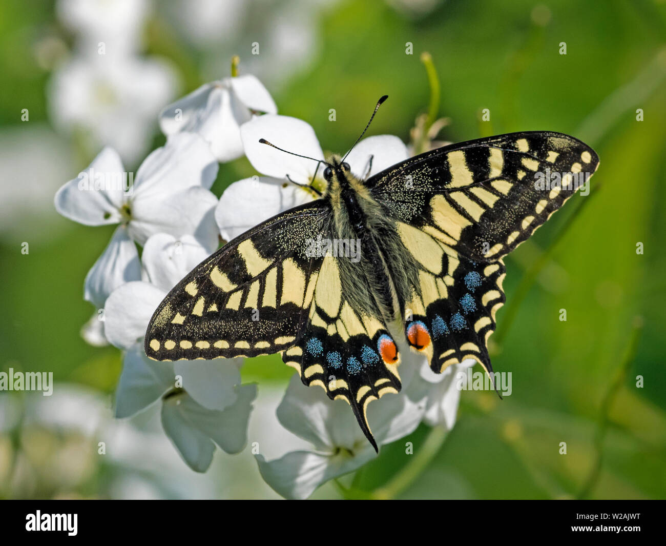Swallowtail butterfly (Papilio machaon), East Norfolk, England, UK ...