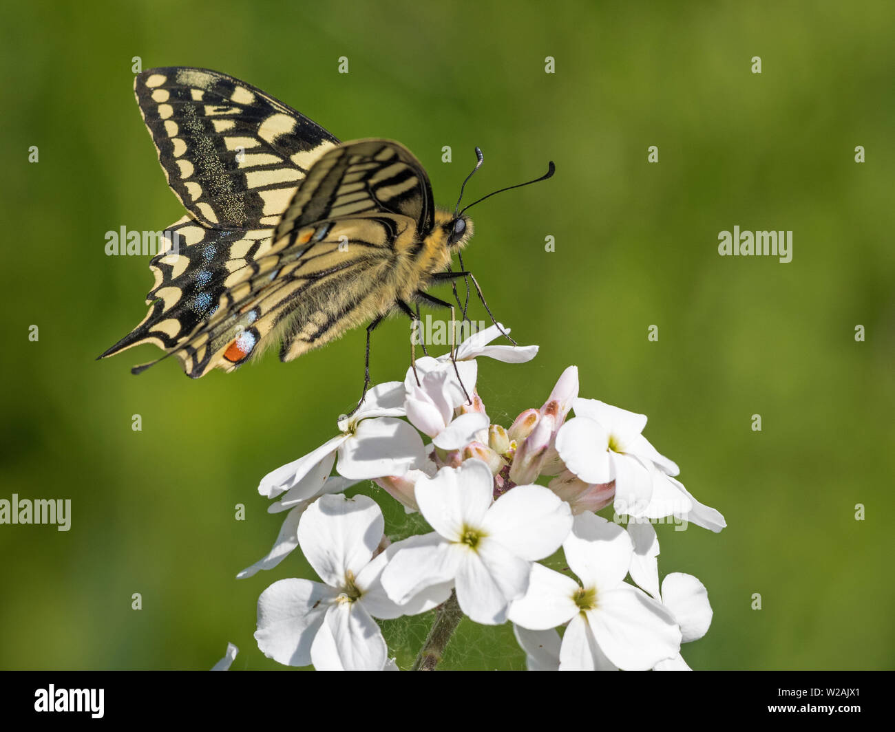 Swallowtail butterfly (Papilio machaon), East Norfolk, England, UK ...