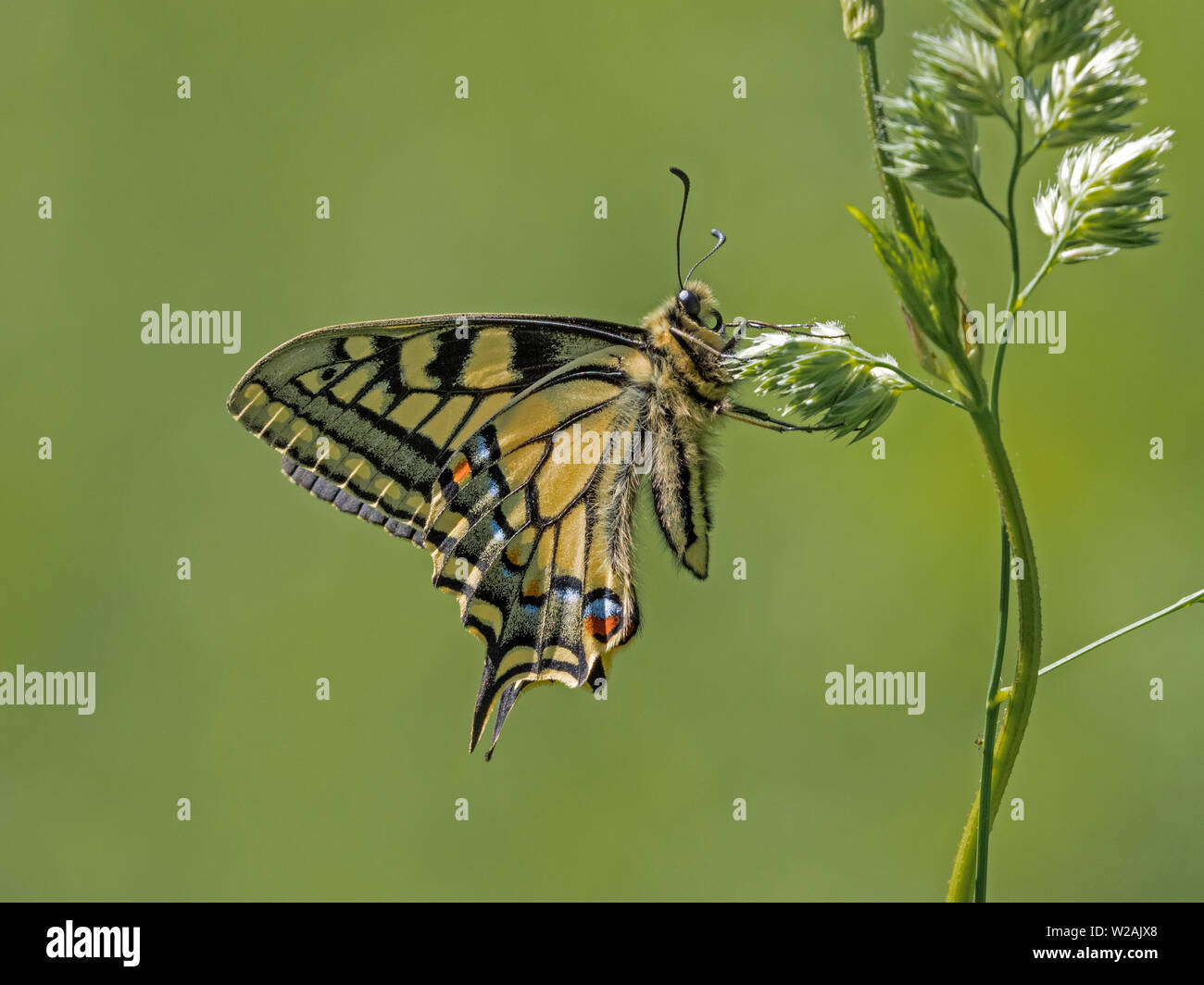 Swallowtail butterfly norfolk hi-res stock photography and images - Alamy