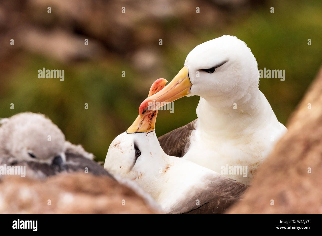 At sword's point hi-res stock photography and images - Alamy