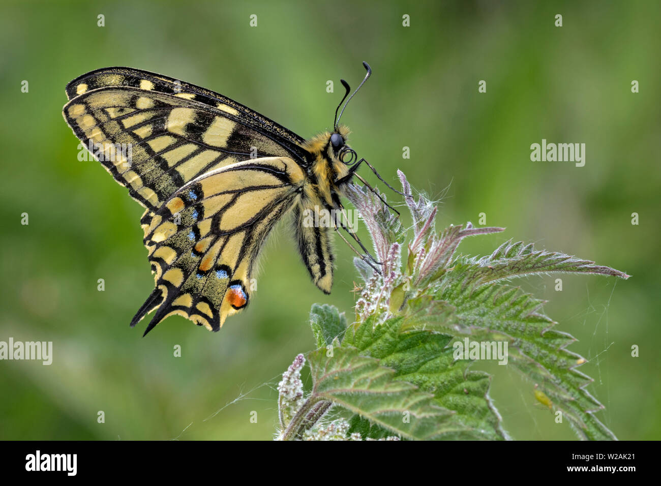 Swallowtail butterfly (Papilio machaon), East Norfolk, England, UK ...