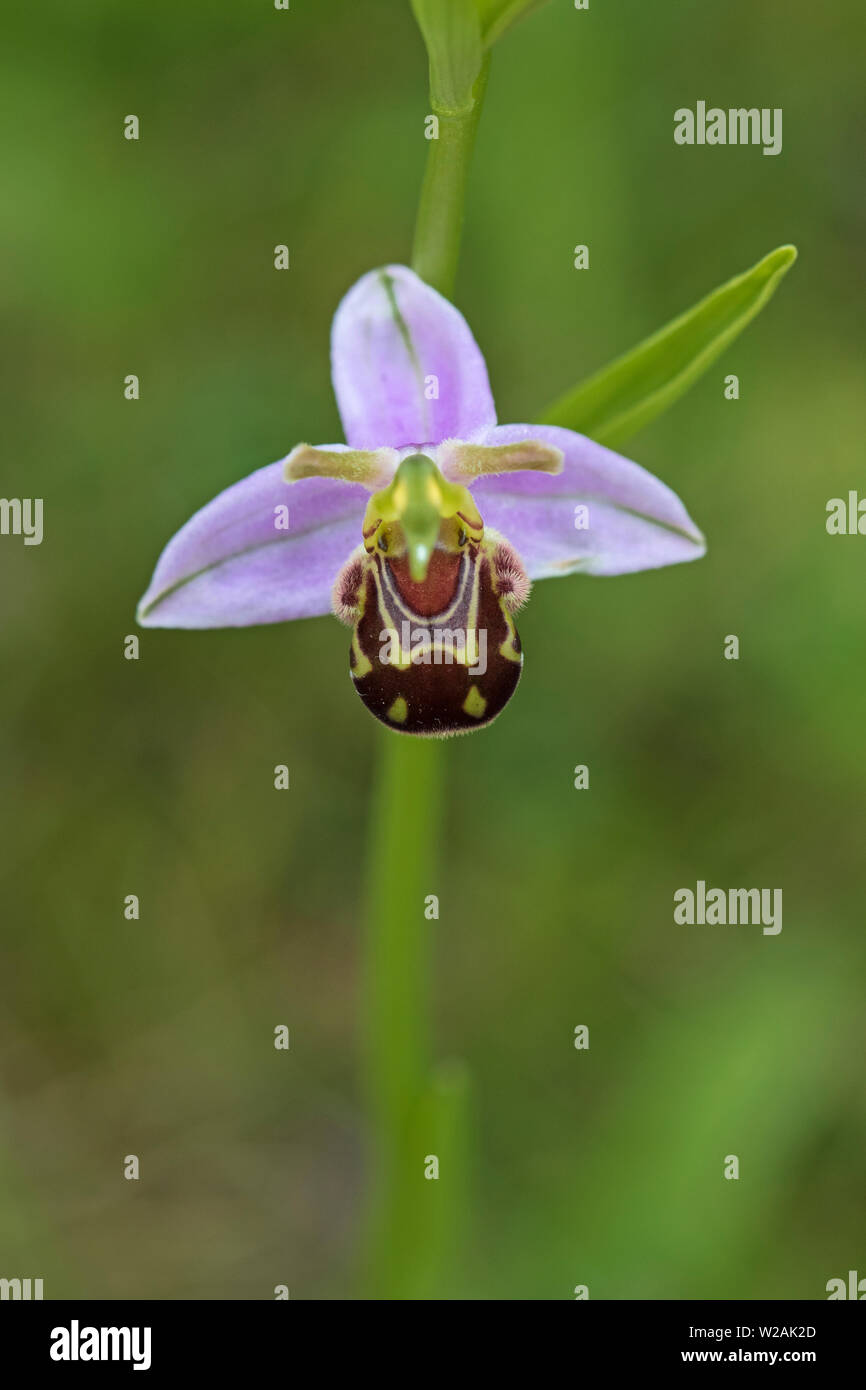 Flower of Bee Orchid (Ophrys apifera), Cambridgeshire, UK Stock Photo ...