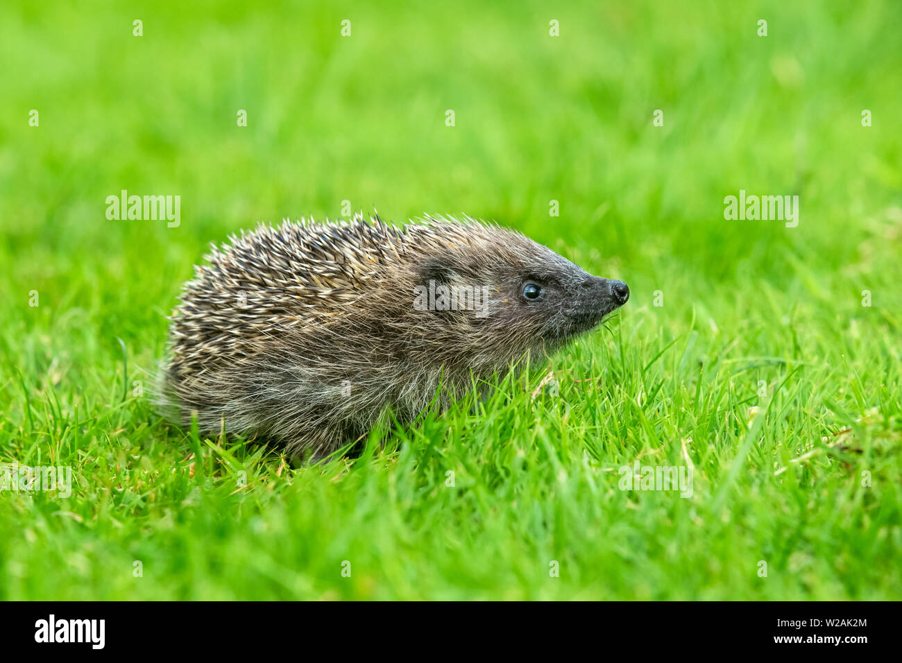 British wildlife in natural habitat hi-res stock photography and images ...