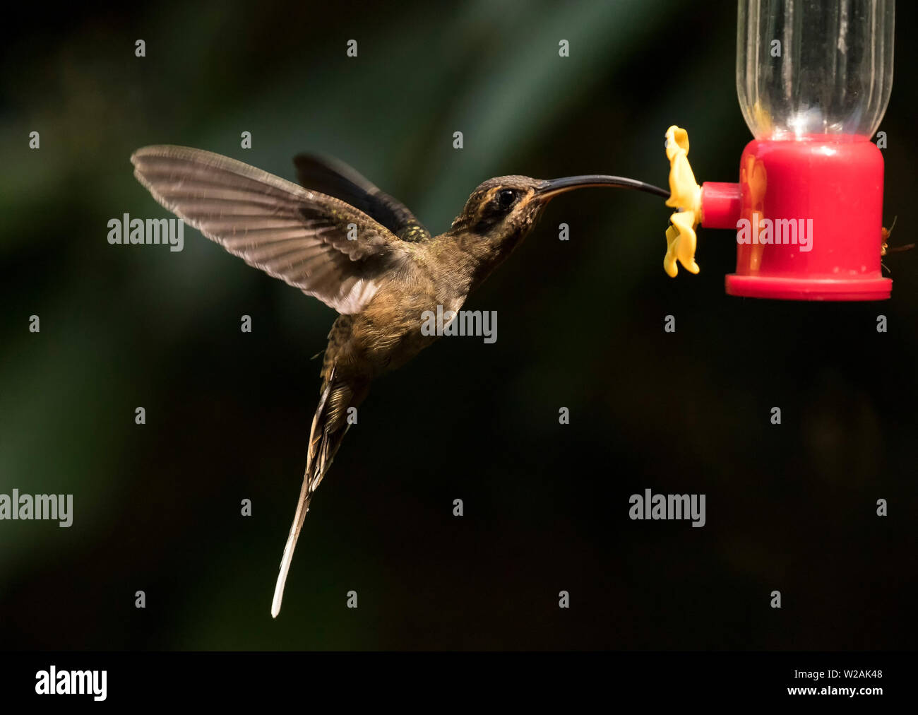 Long billed hummingbird hi-res stock photography and images - Alamy