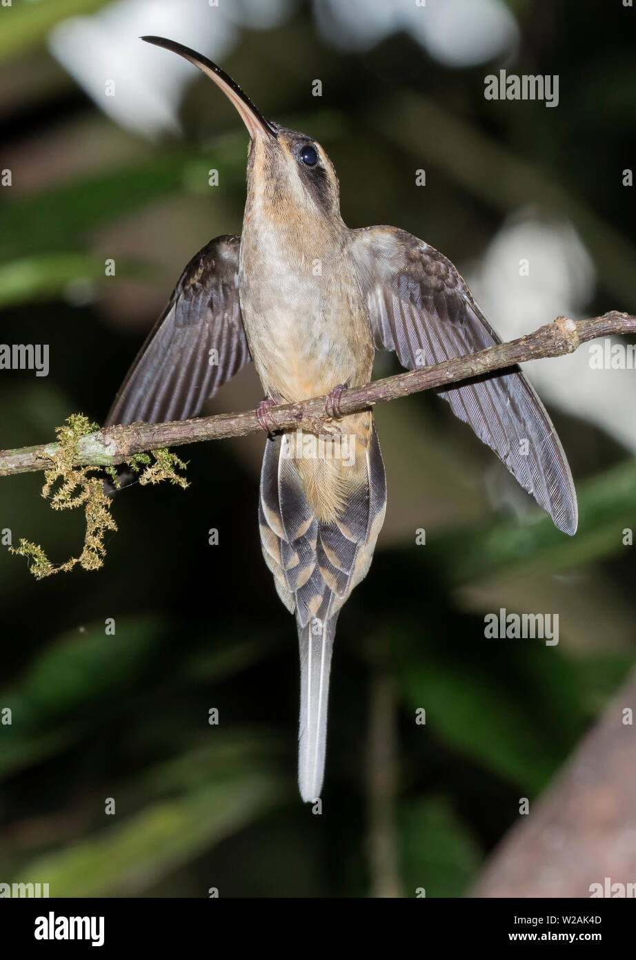 Long billed hummingbird hi-res stock photography and images - Alamy
