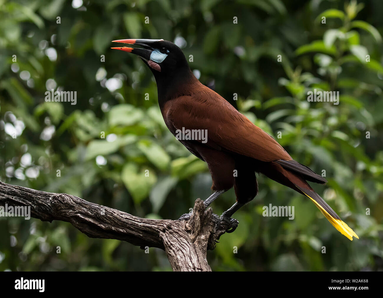 Oropendola bird hi-res stock photography and images - Alamy
