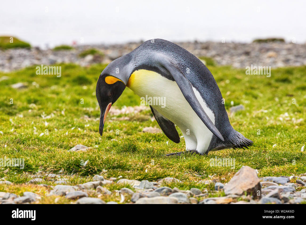 Penguin bending over with beak touching ground hi-res stock photography ...