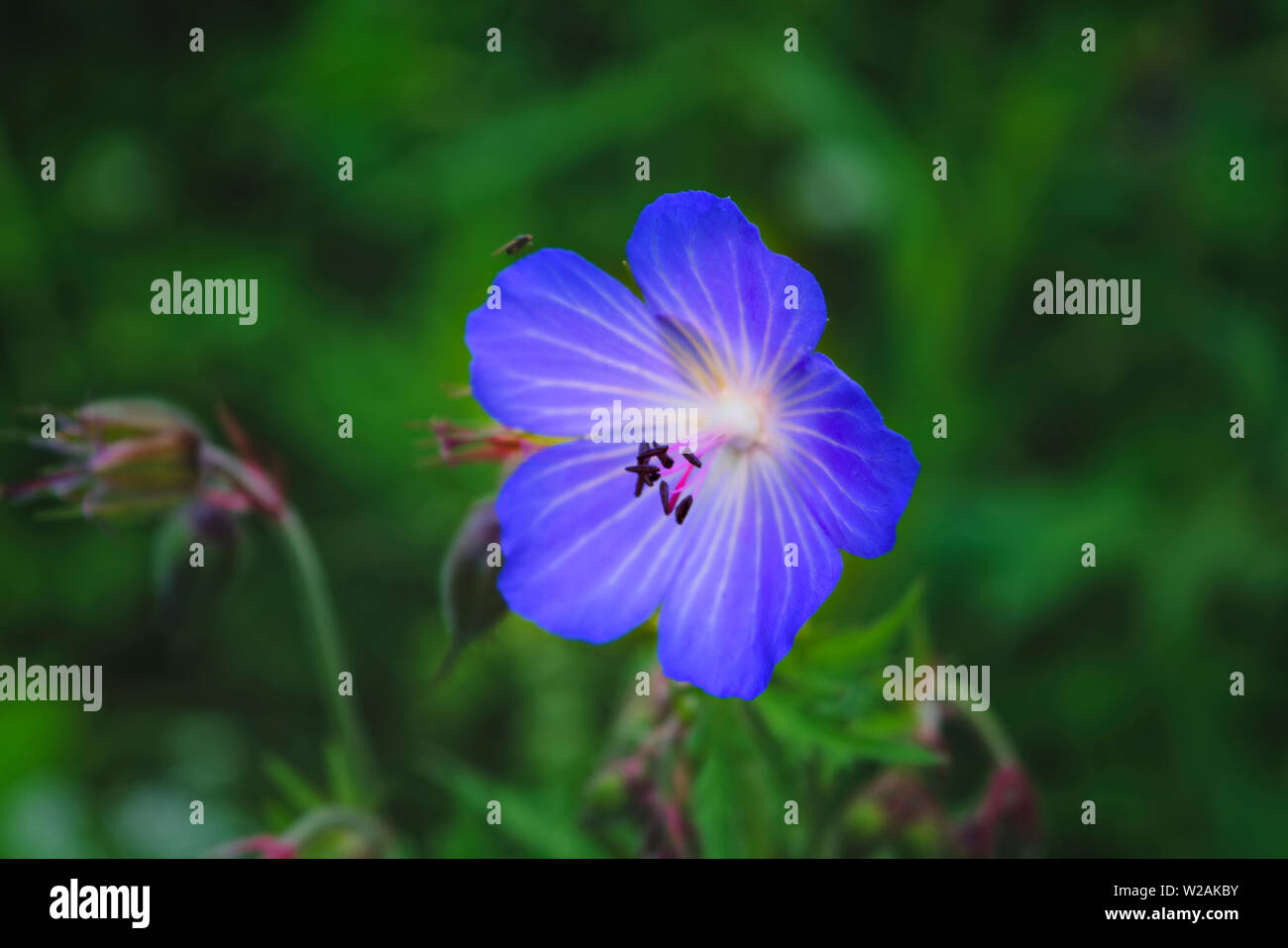Wood cranesbill, woodland geranium, Geranium sylvaticum. Forest ...