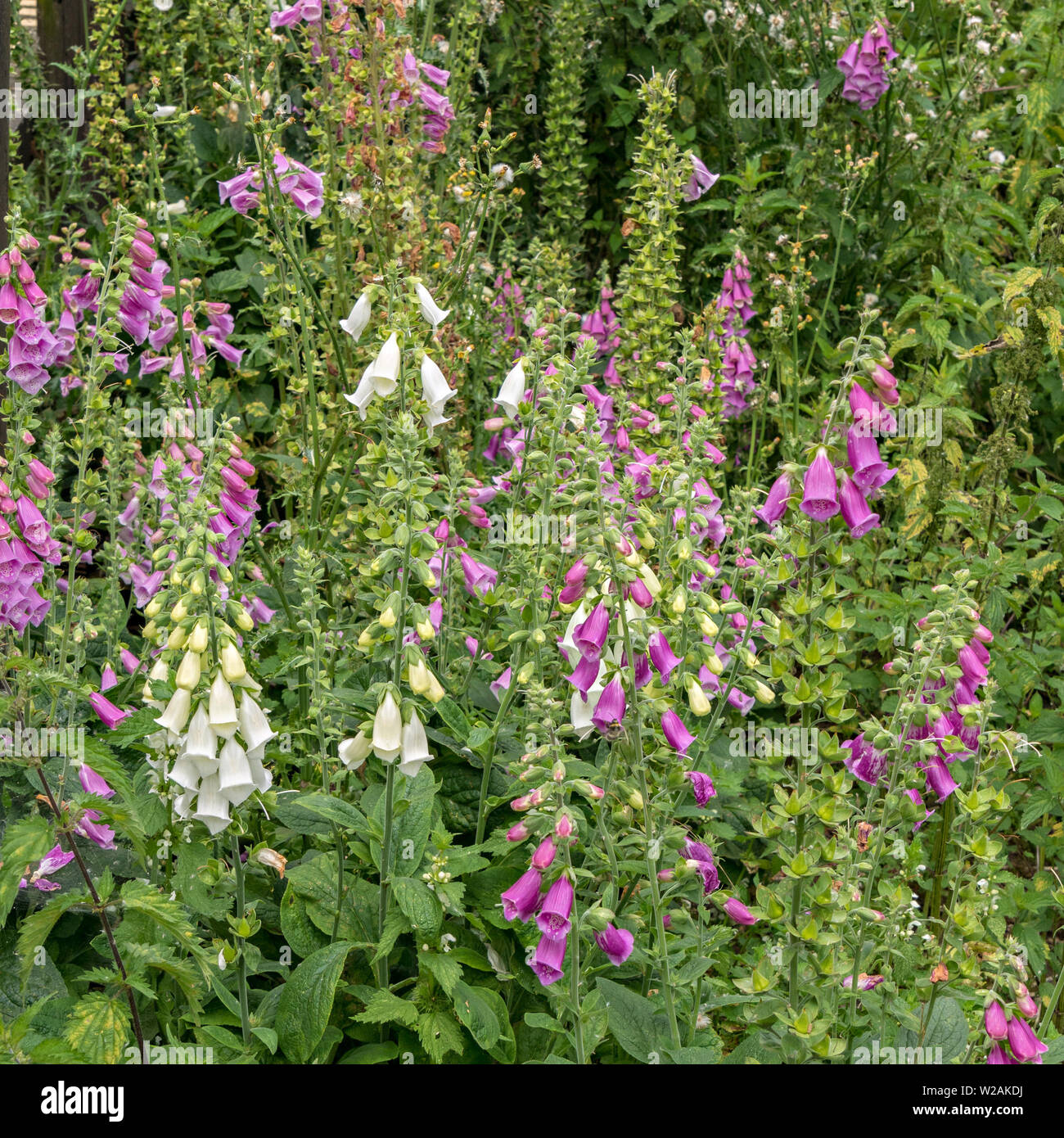 A thicket of flowers hi-res stock photography and images - Alamy