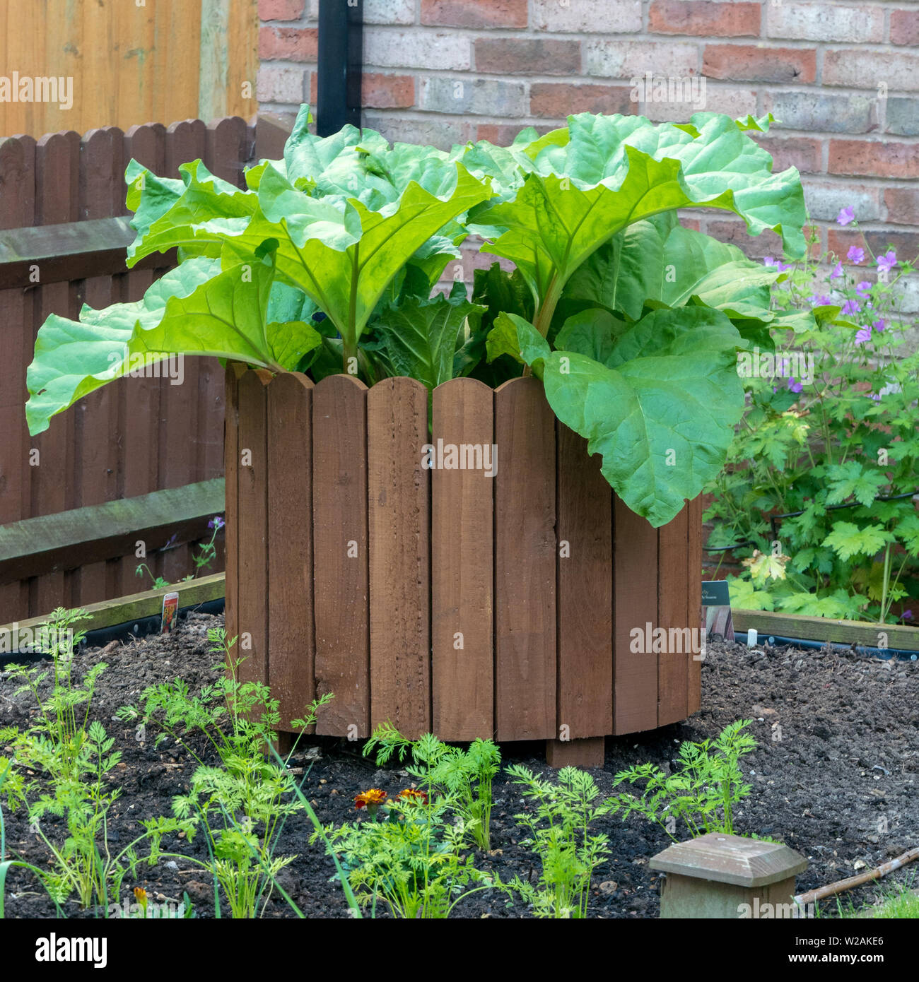 Timperley Early Rhubarb growing inside circular enclosure which ...