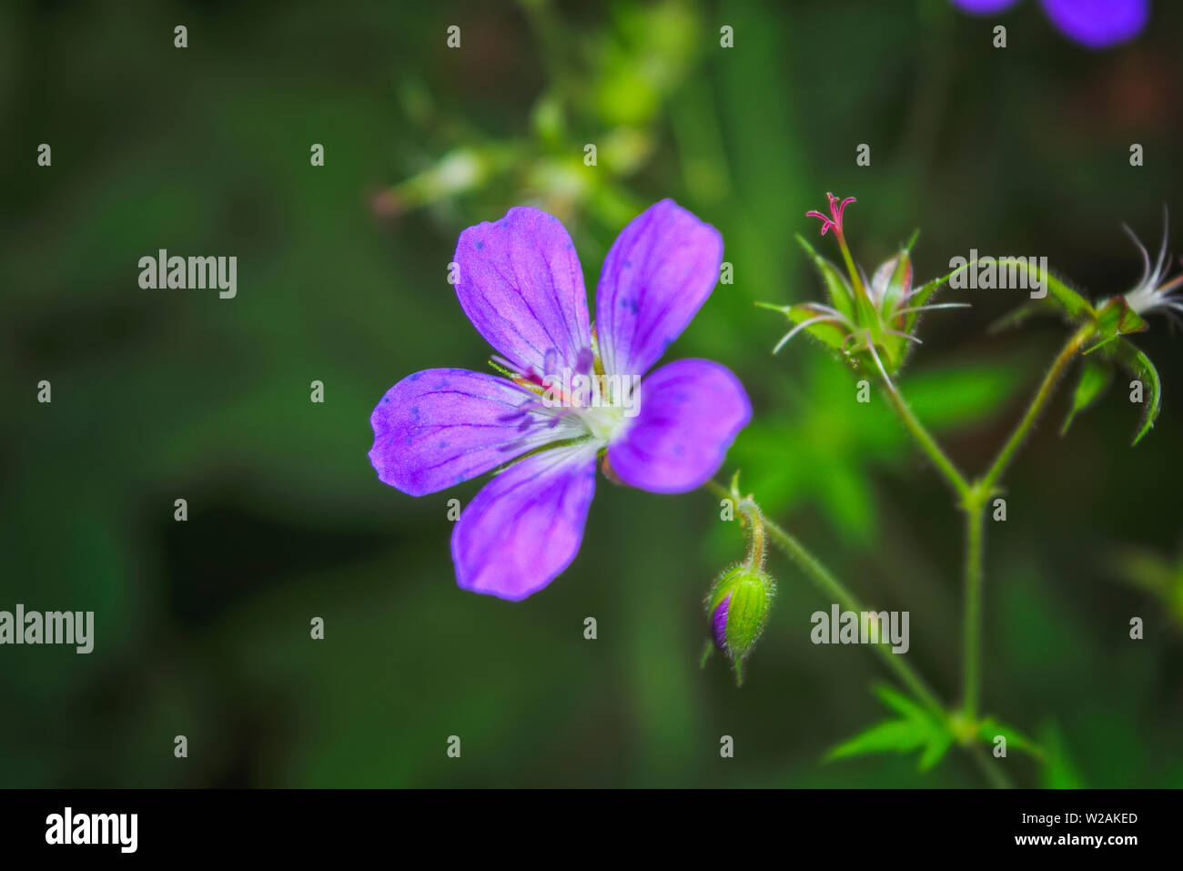 Wood cranesbill, woodland geranium, Geranium sylvaticum. Forest ...