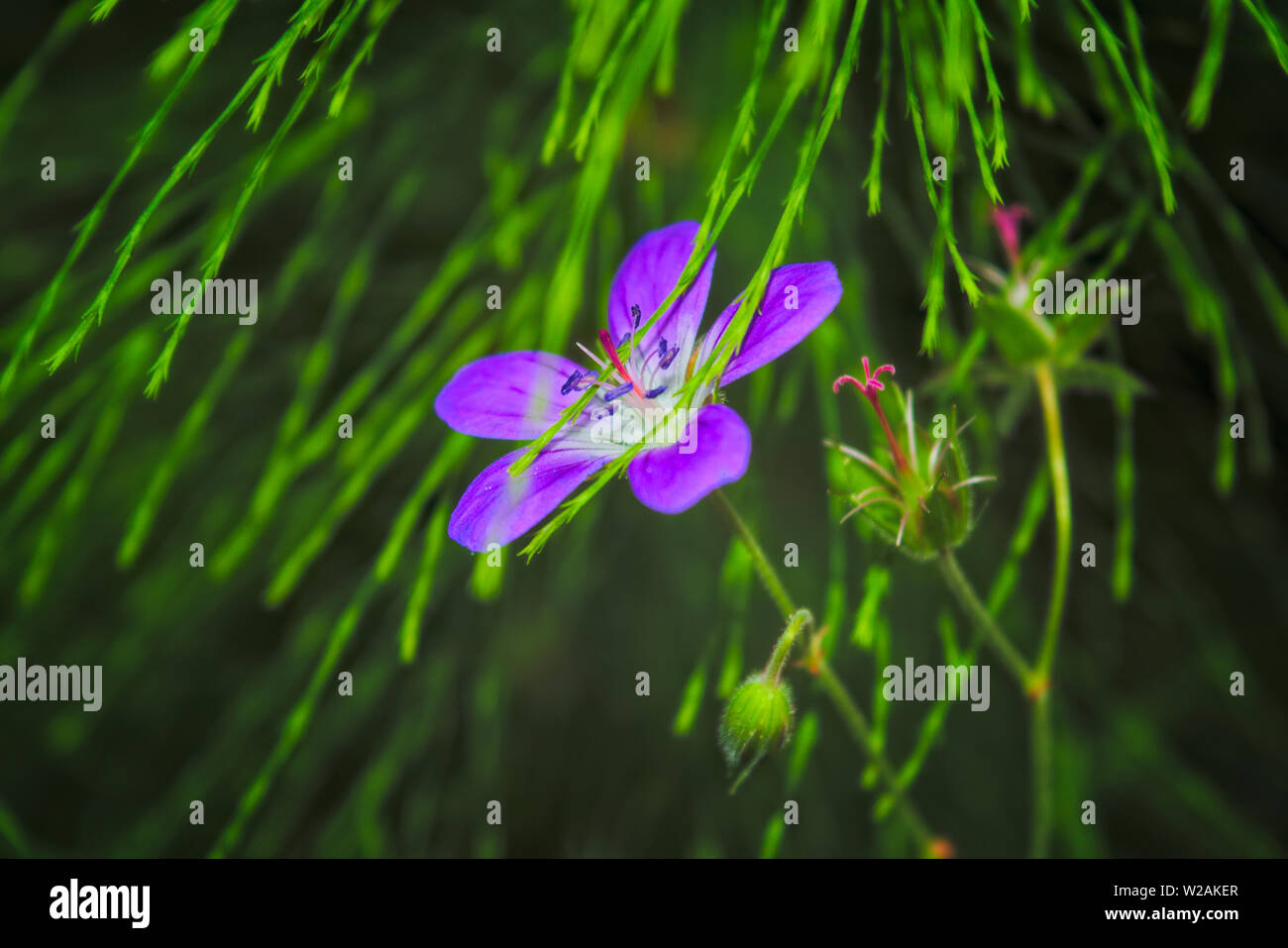 Wood cranesbill, woodland geranium, Geranium sylvaticum. Forest ...
