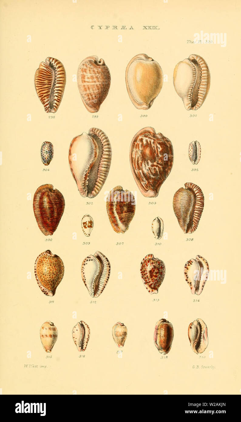 Beautiful vintage hand drawn illustrations of shells and conchs from ...