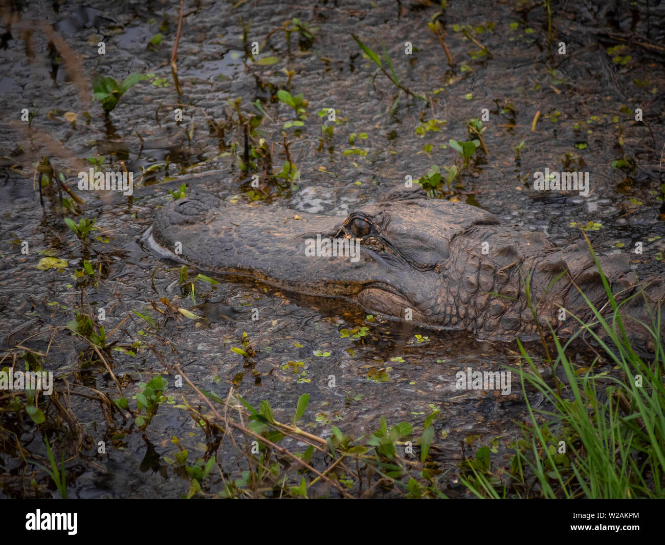 Big alligator in a swamp Stock Photo - Alamy