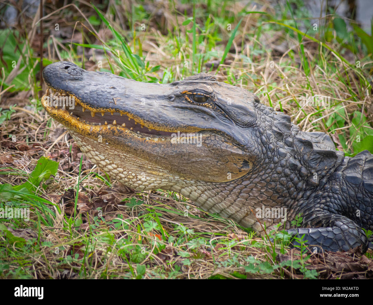 Big alligator on ground Stock Photo - Alamy