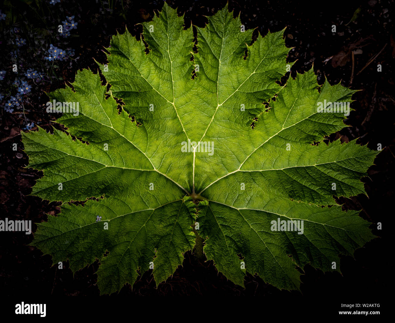 Gunnera fruit hi-res stock photography and images - Alamy