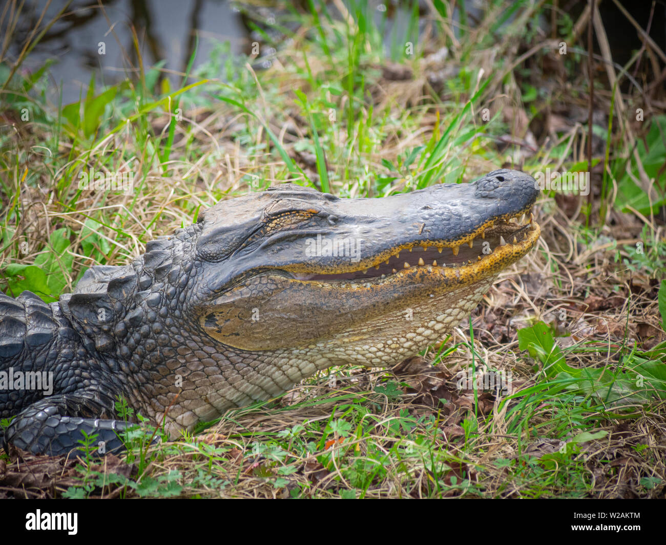 Big alligator on ground Stock Photo - Alamy