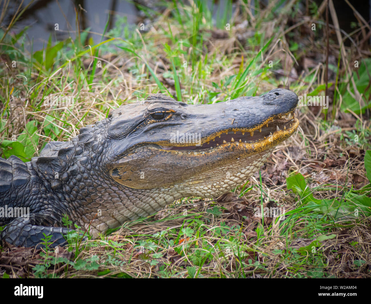 Big alligator on ground Stock Photo - Alamy