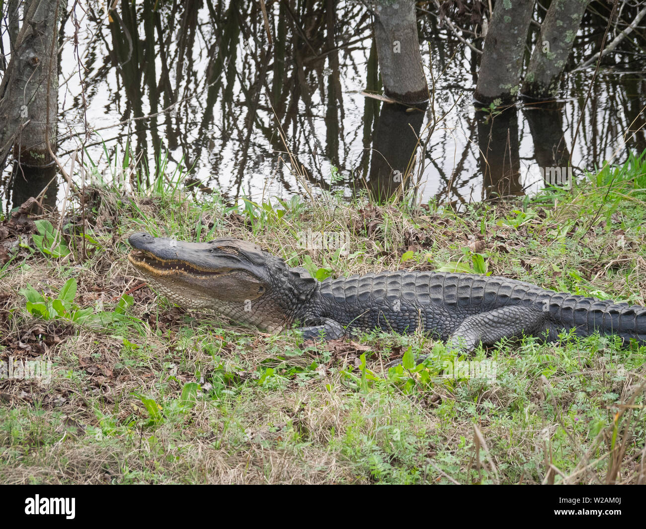 Smilling wildlife hi-res stock photography and images - Alamy